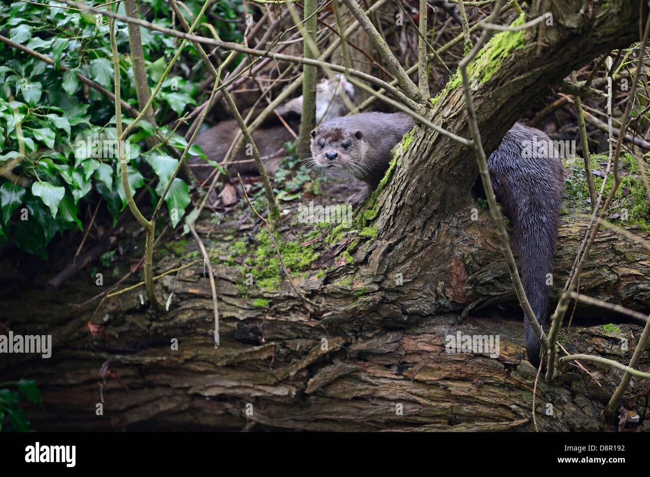 Otter lutra lutra holt hi-res stock photography and images - Alamy