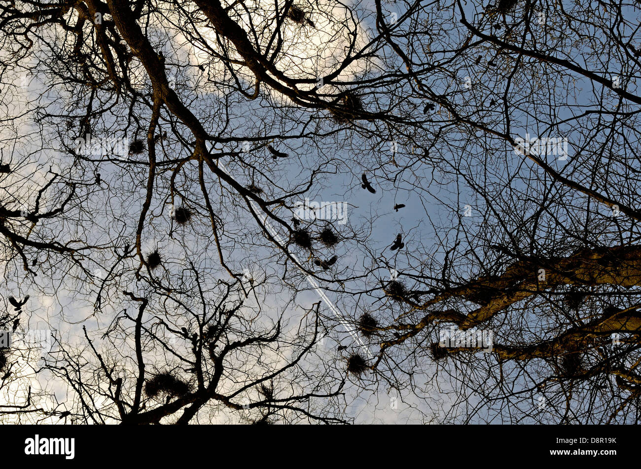 Rooks at Rookery Corvus frugilegus Gloucestershire early spring Stock ...