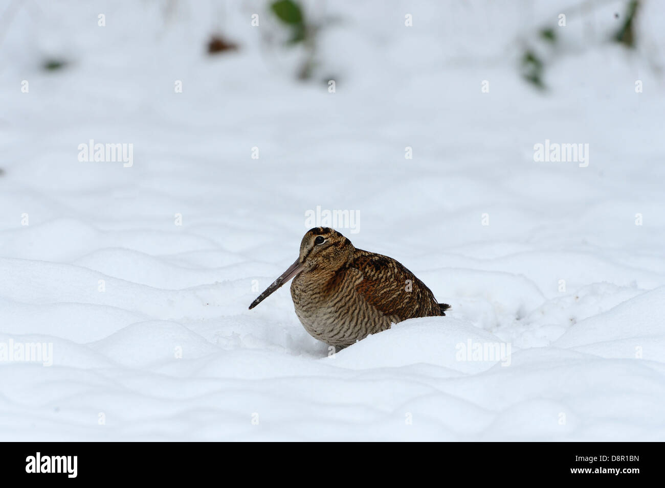 Eurasian Woodcock (Scolopax rusticola) Norfolk winter Stock Photo - Alamy