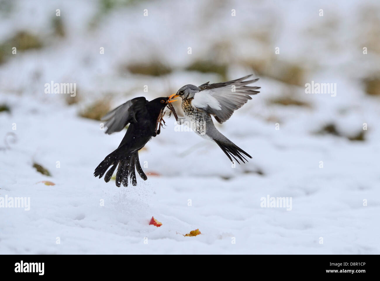 Birds fighting over food hi-res stock photography and images - Alamy