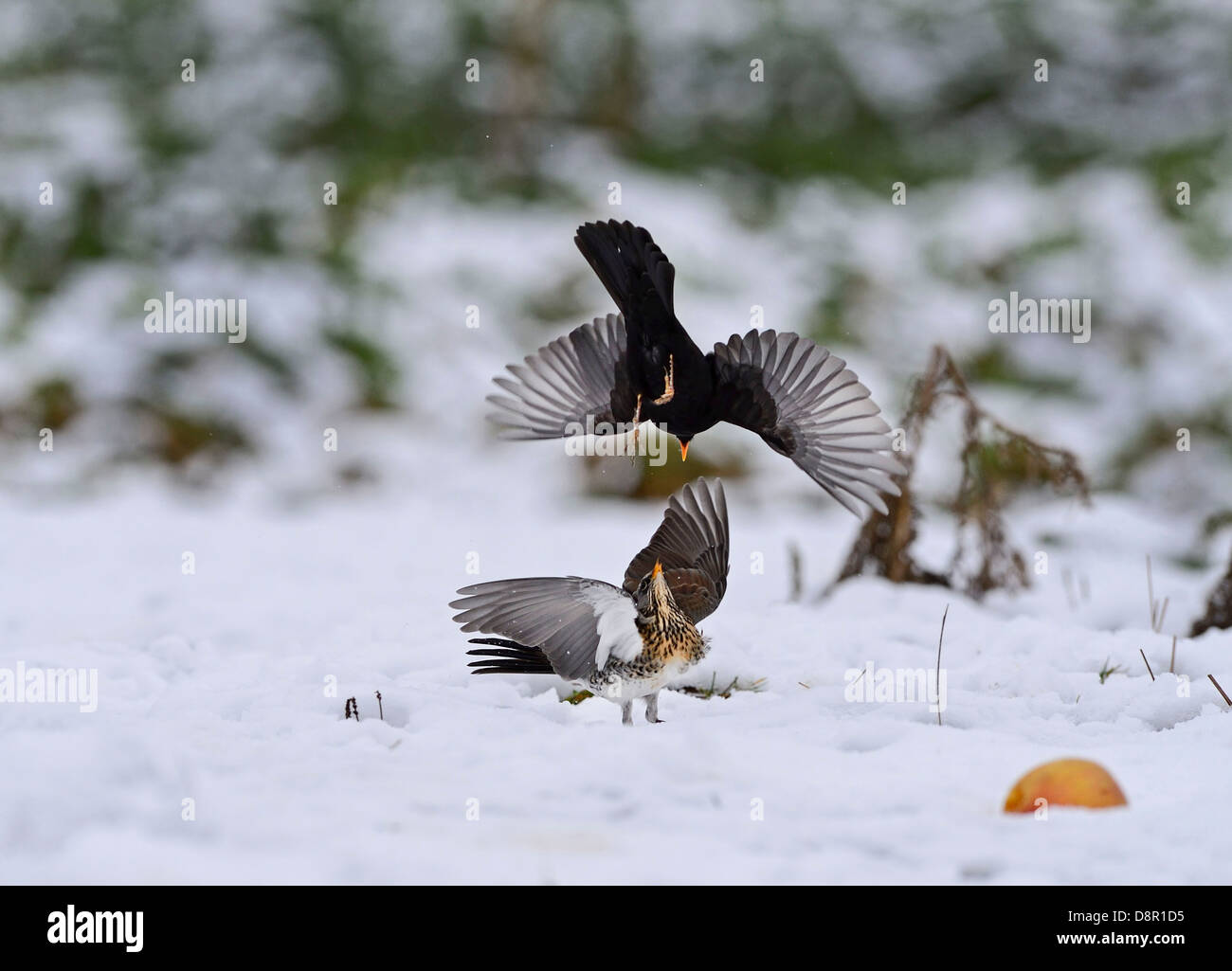 Turdus merula fight hi-res stock photography and images - Alamy