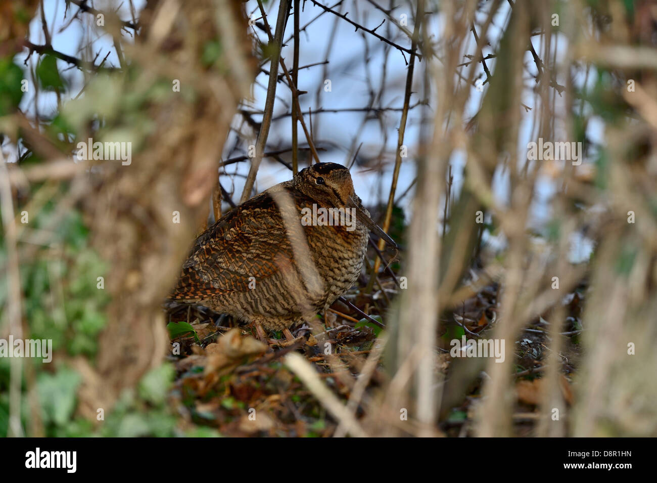 Eurasian Woodcock (Scolopax rusticola) Norfolk winter Stock Photo - Alamy