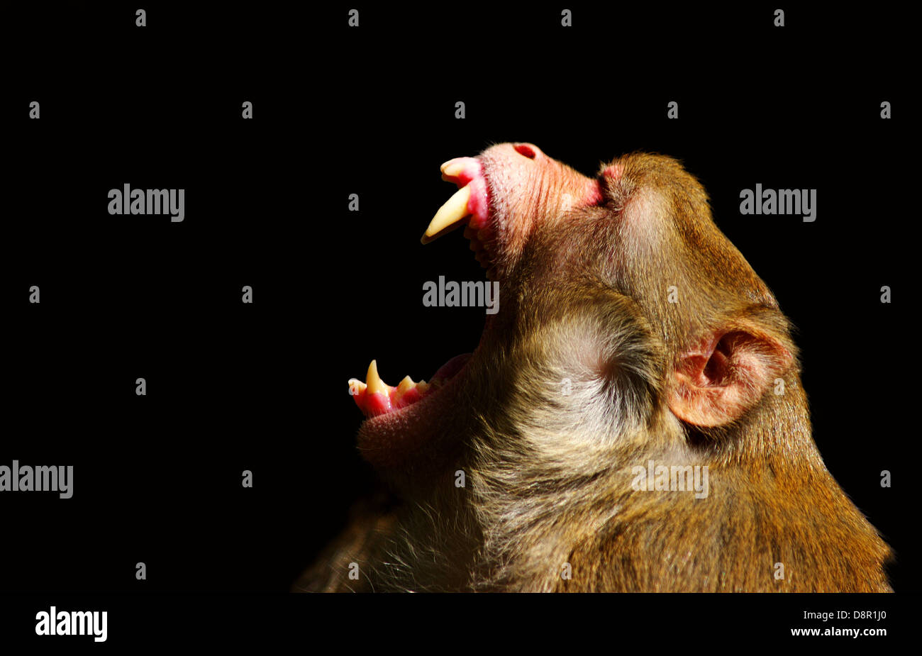 Monkey cry hi-res stock photography and images - Alamy