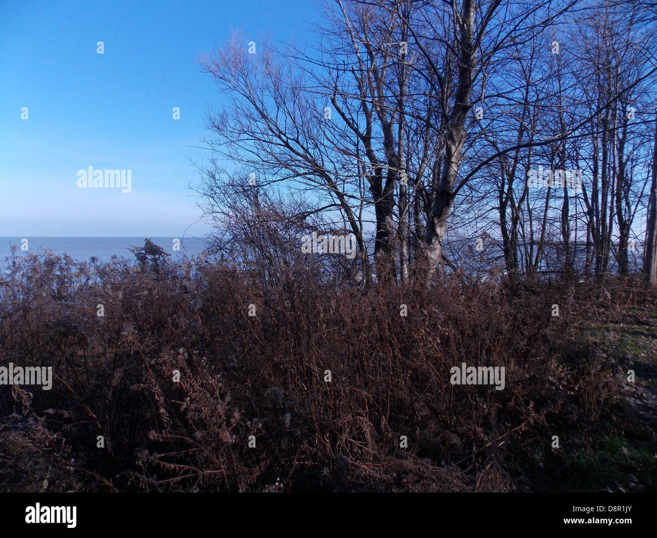 forest on lake erie Stock Photo - Alamy