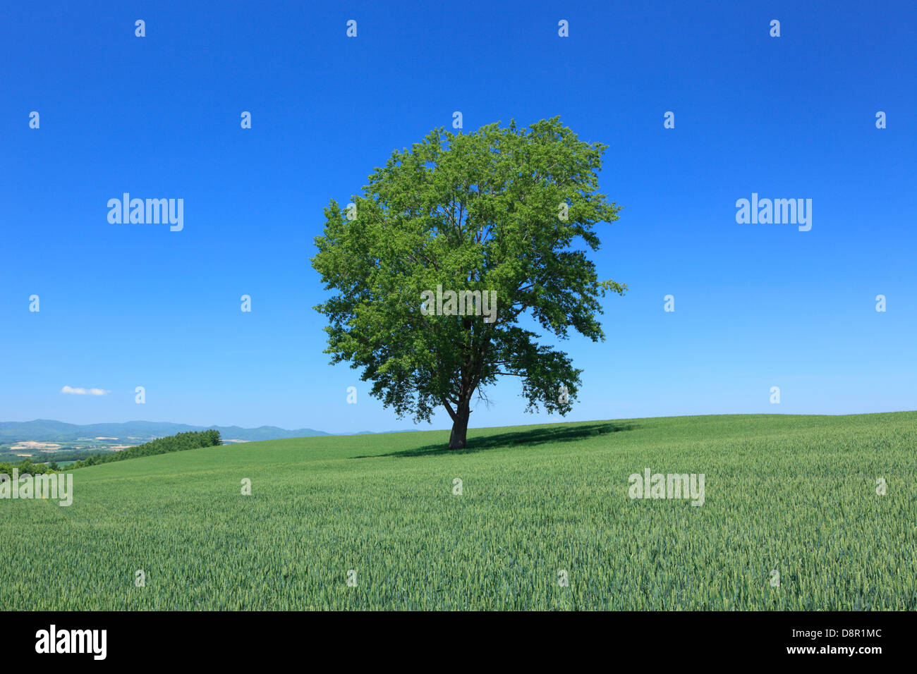 The philosophy tree in Biei, Hokkaido Stock Photo - Alamy