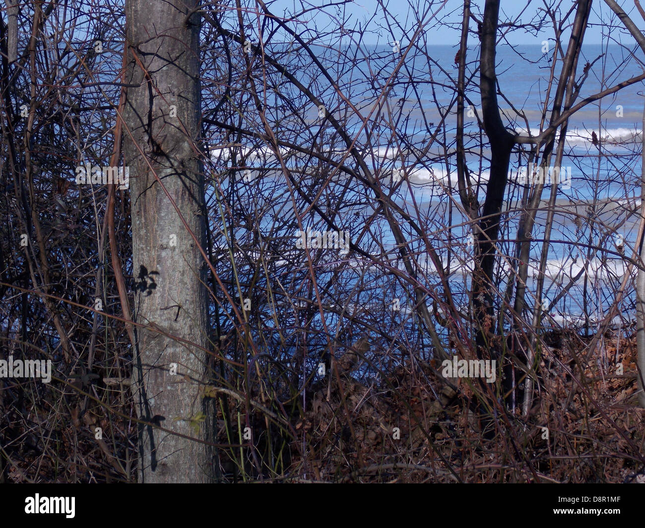 Waves forest hi-res stock photography and images - Alamy