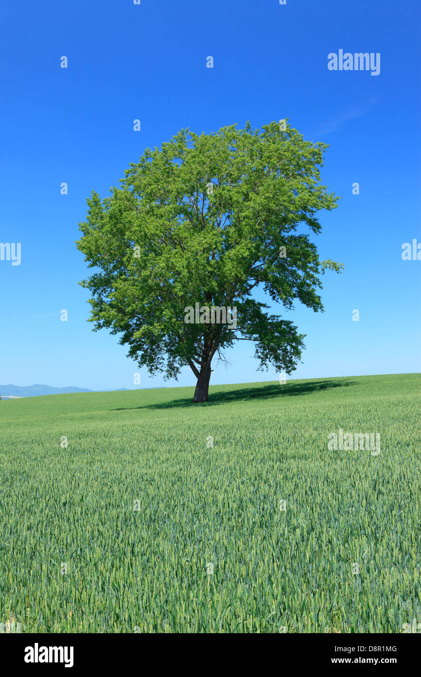 The philosophy tree in Biei, Hokkaido Stock Photo - Alamy