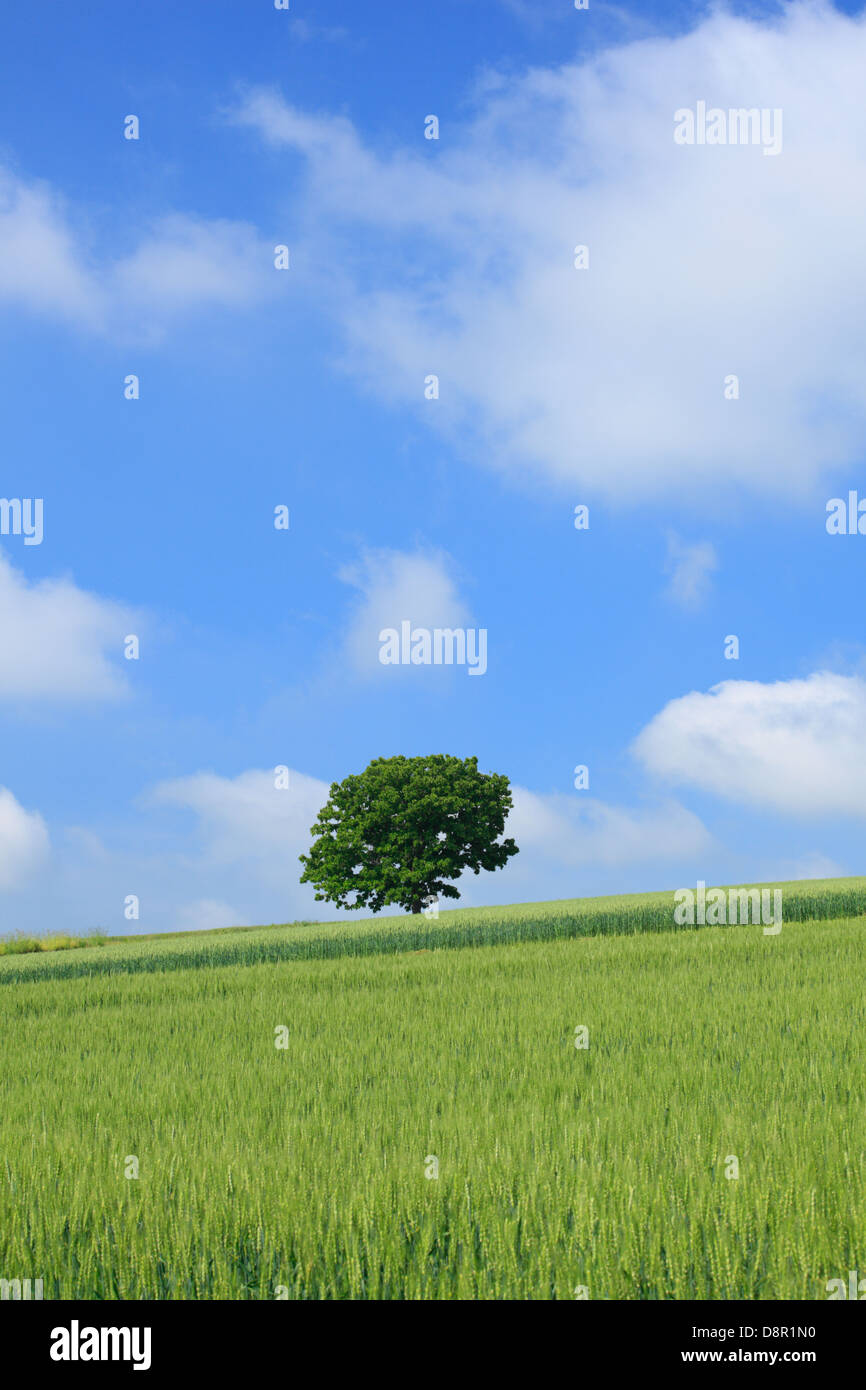 Seven stars tree in Biei, Hokkaido Stock Photo - Alamy