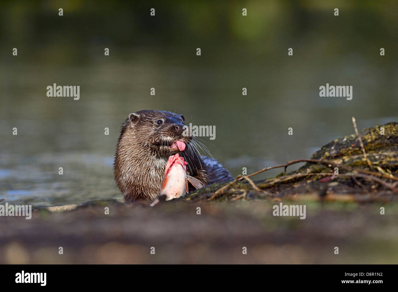 Freshwater fish uk hi-res stock photography and images - Alamy