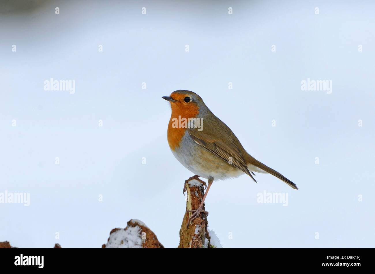 Robin Erithacus rubecula puffed up in cold Norfolk winter Stock Photo ...