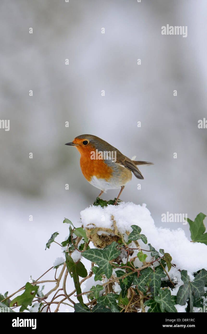 Robin Erithacus rubecula puffed up in cold Norfolk winter Stock Photo ...