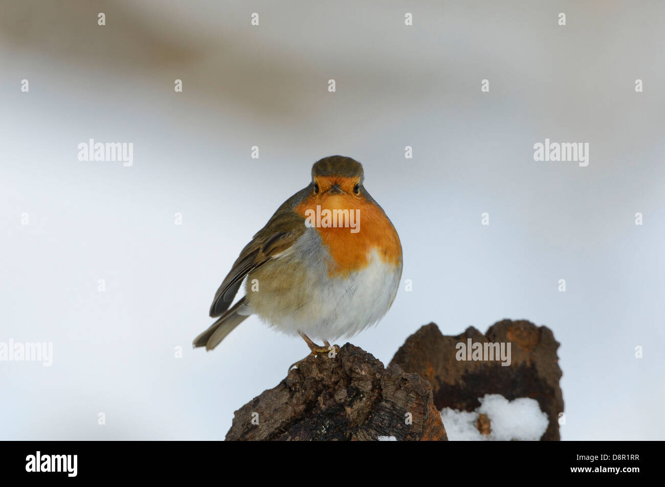 Robin puffed up hi-res stock photography and images - Alamy