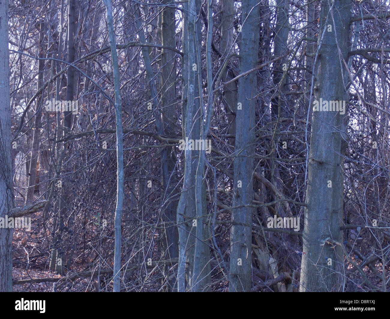 grove of trees Stock Photo - Alamy