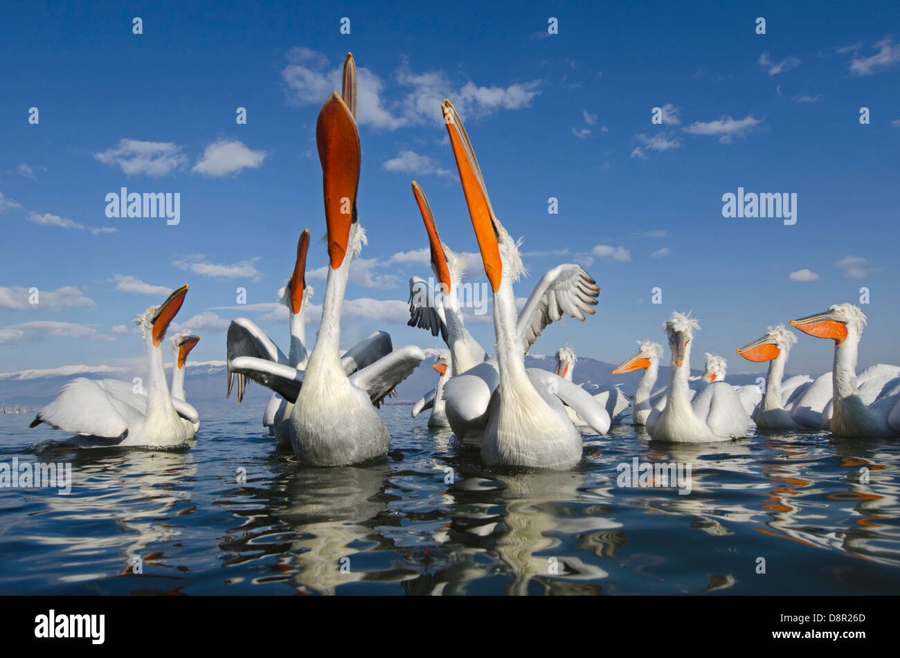 Dalmatian singing hi-res stock photography and images - Alamy