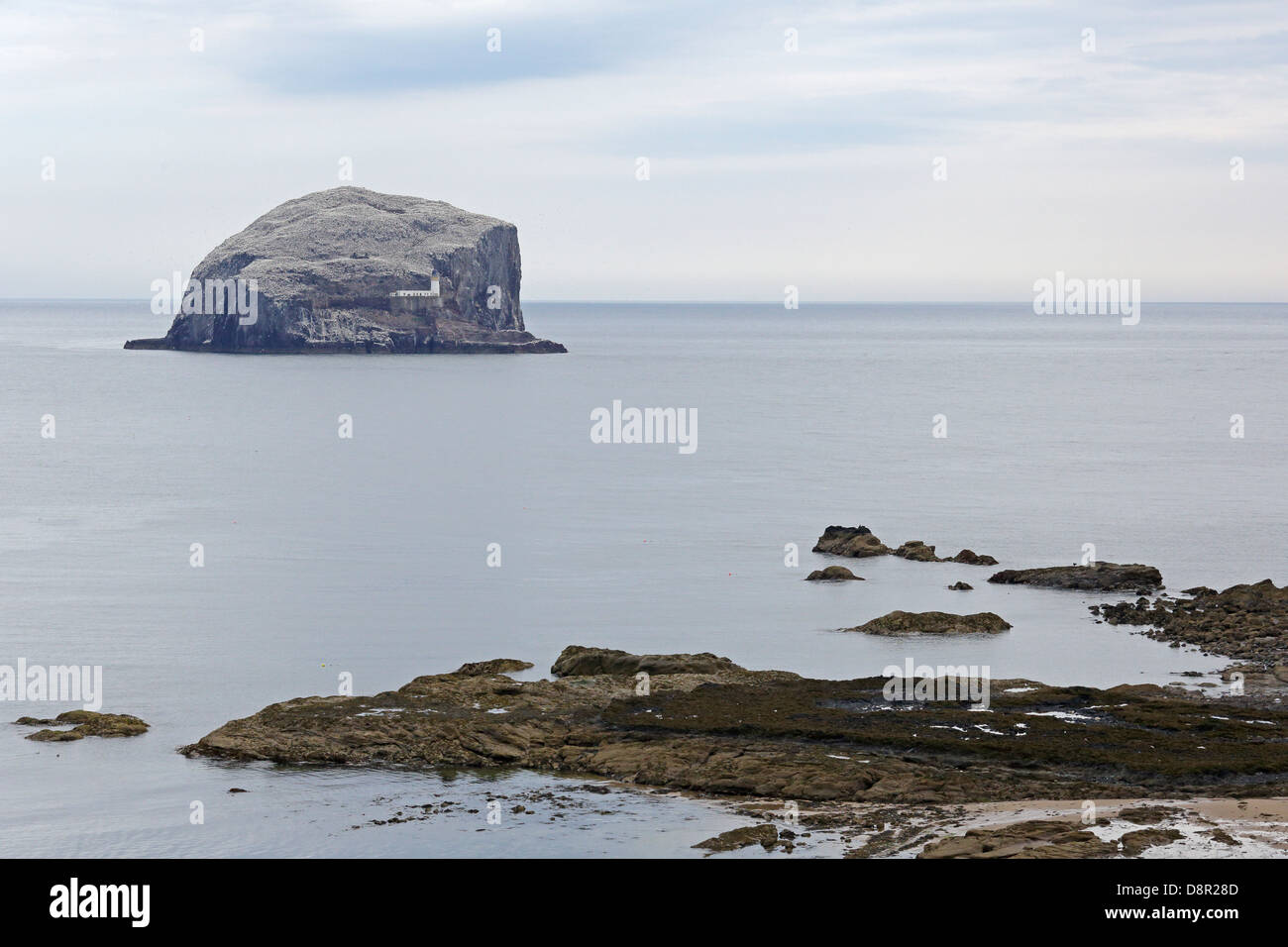 Gannet rock hi-res stock photography and images - Alamy