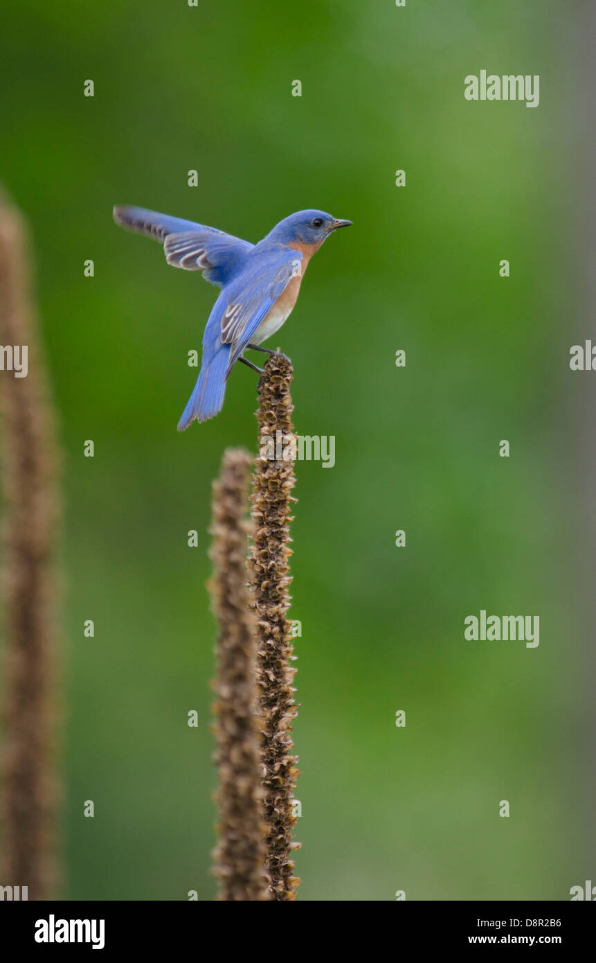 Eastern Bluebird, Sialia sialis at nest box Cape May New Jersey USA ...
