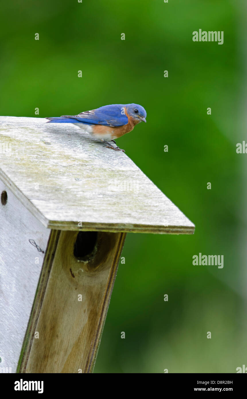 Bluebird Box High Resolution Stock Photography and Images - Alamy