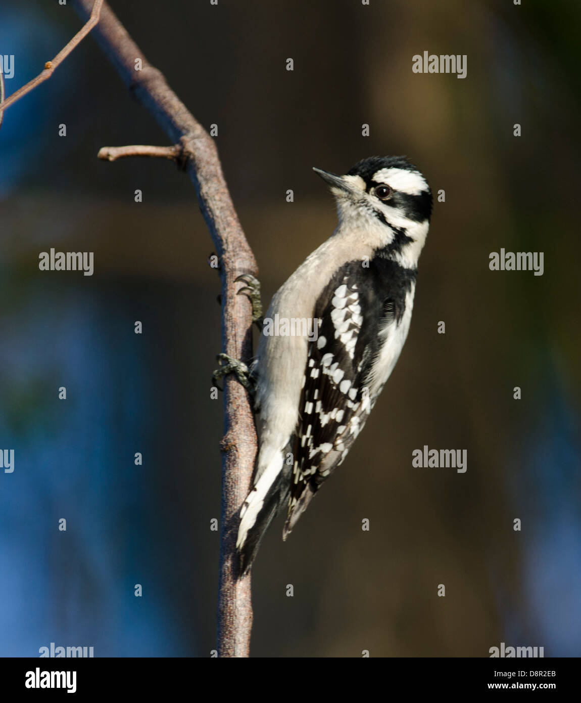 Picoides pubescens hi-res stock photography and images - Alamy