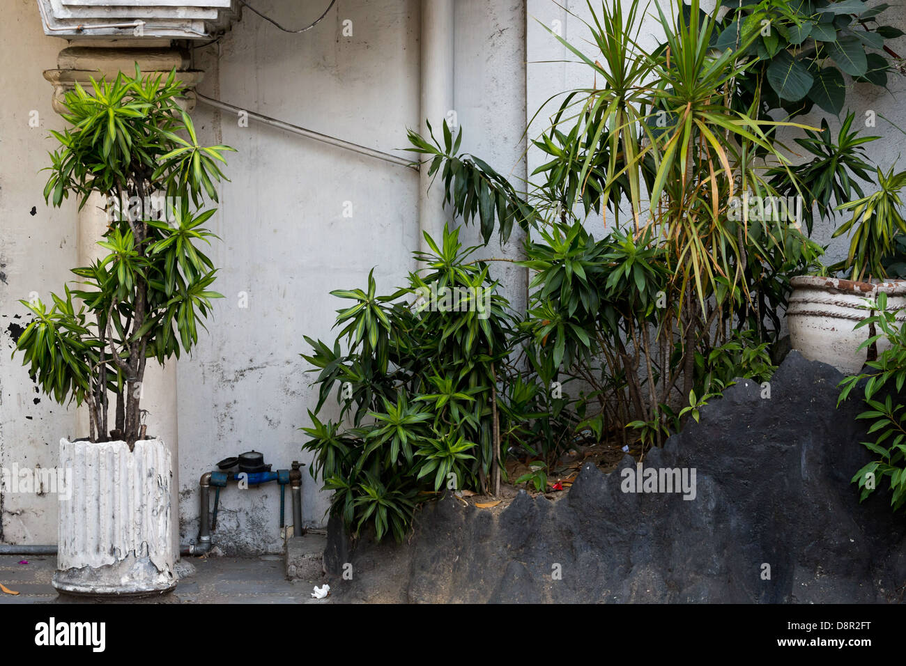 Plants in Makati City in Manila, Philippines Stock Photo - Alamy