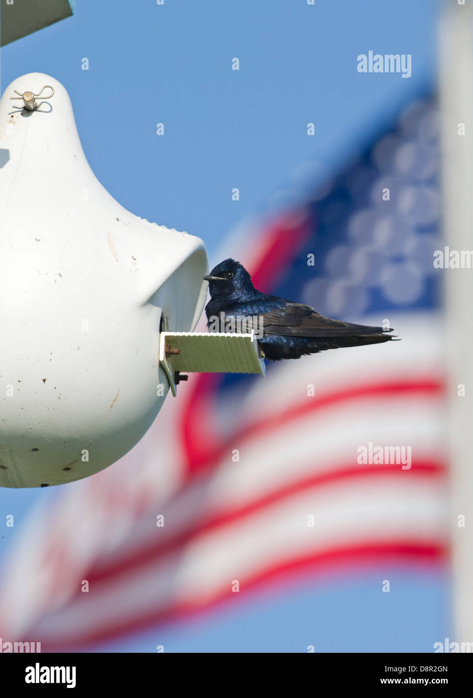 Purple martin house hi-res stock photography and images - Alamy