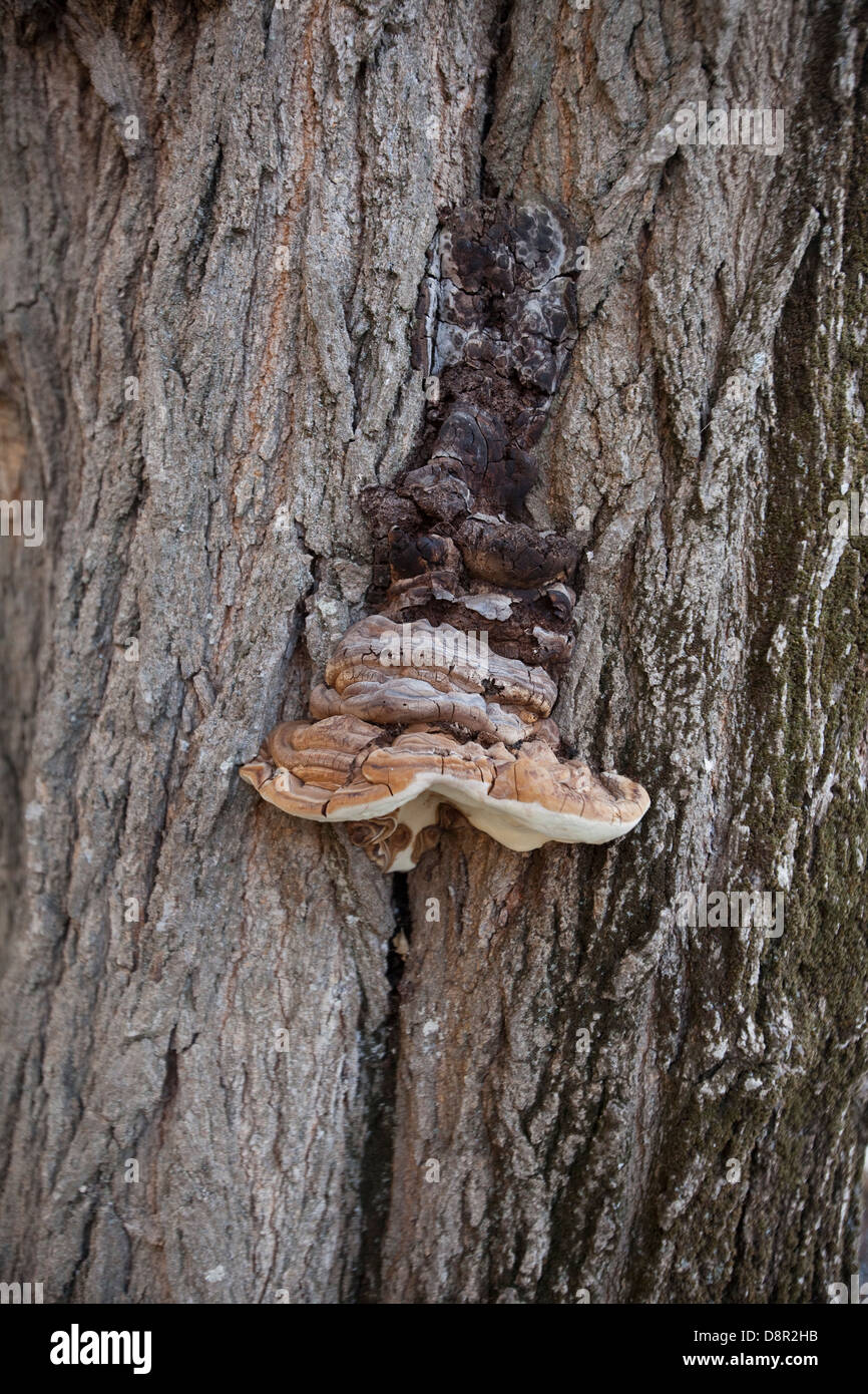 Mushroom on a tree Stock Photo - Alamy