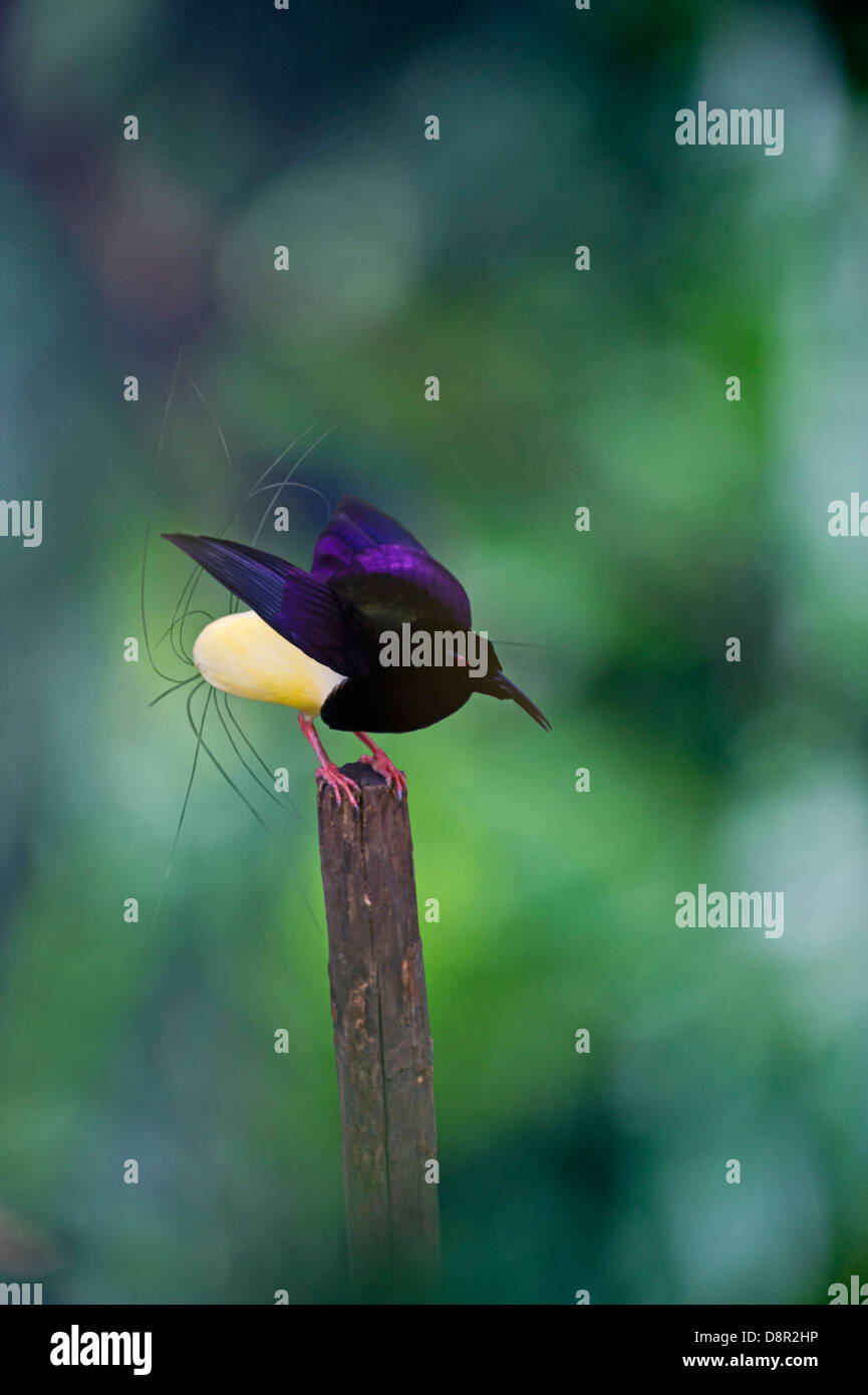 Twelve wired bird hi-res stock photography and images - Alamy