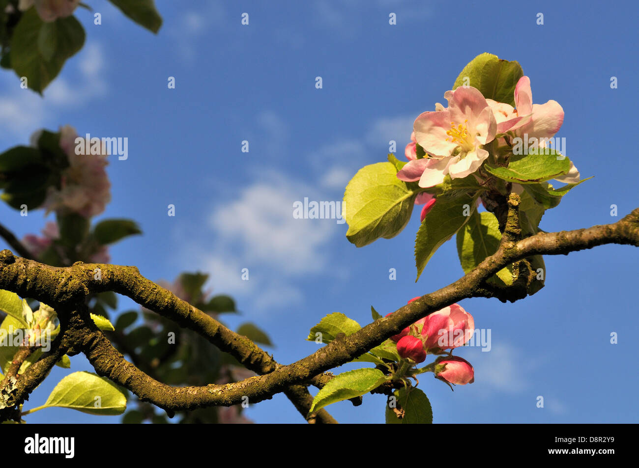 Spring buds uk hi-res stock photography and images - Alamy