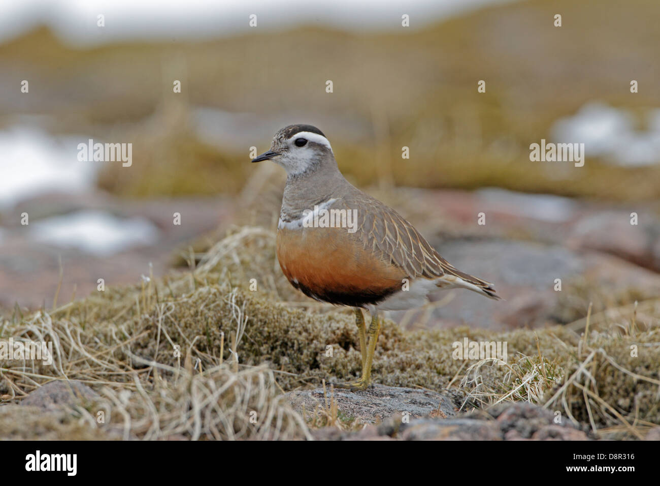 Female Eurasian Dotterel Stock Photo - Alamy