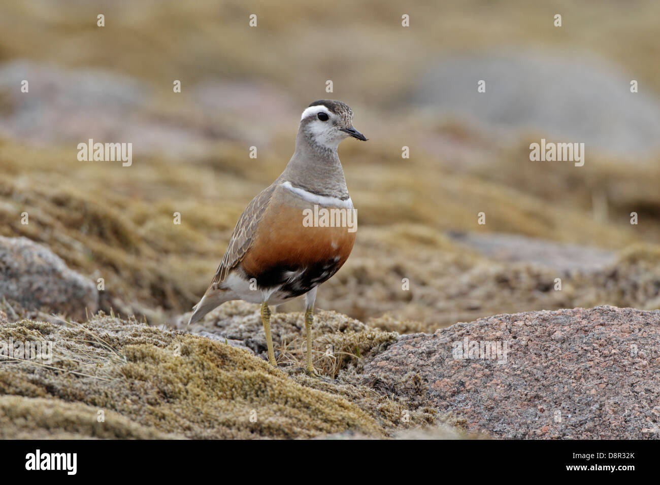 Female Eurasian Dotterel Stock Photo - Alamy