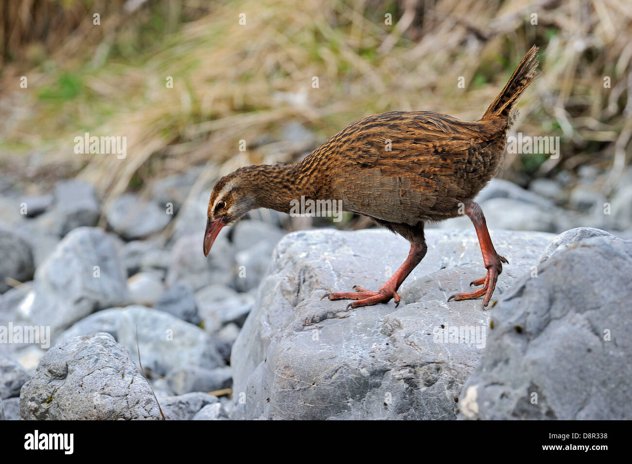 Weka High Resolution Stock Photography and Images - Alamy