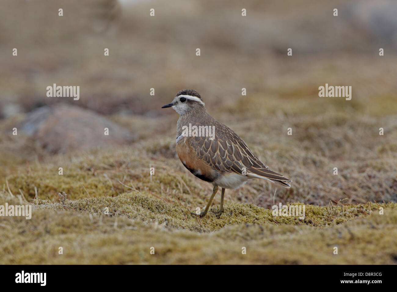 Female Eurasian Dotterel Stock Photo - Alamy