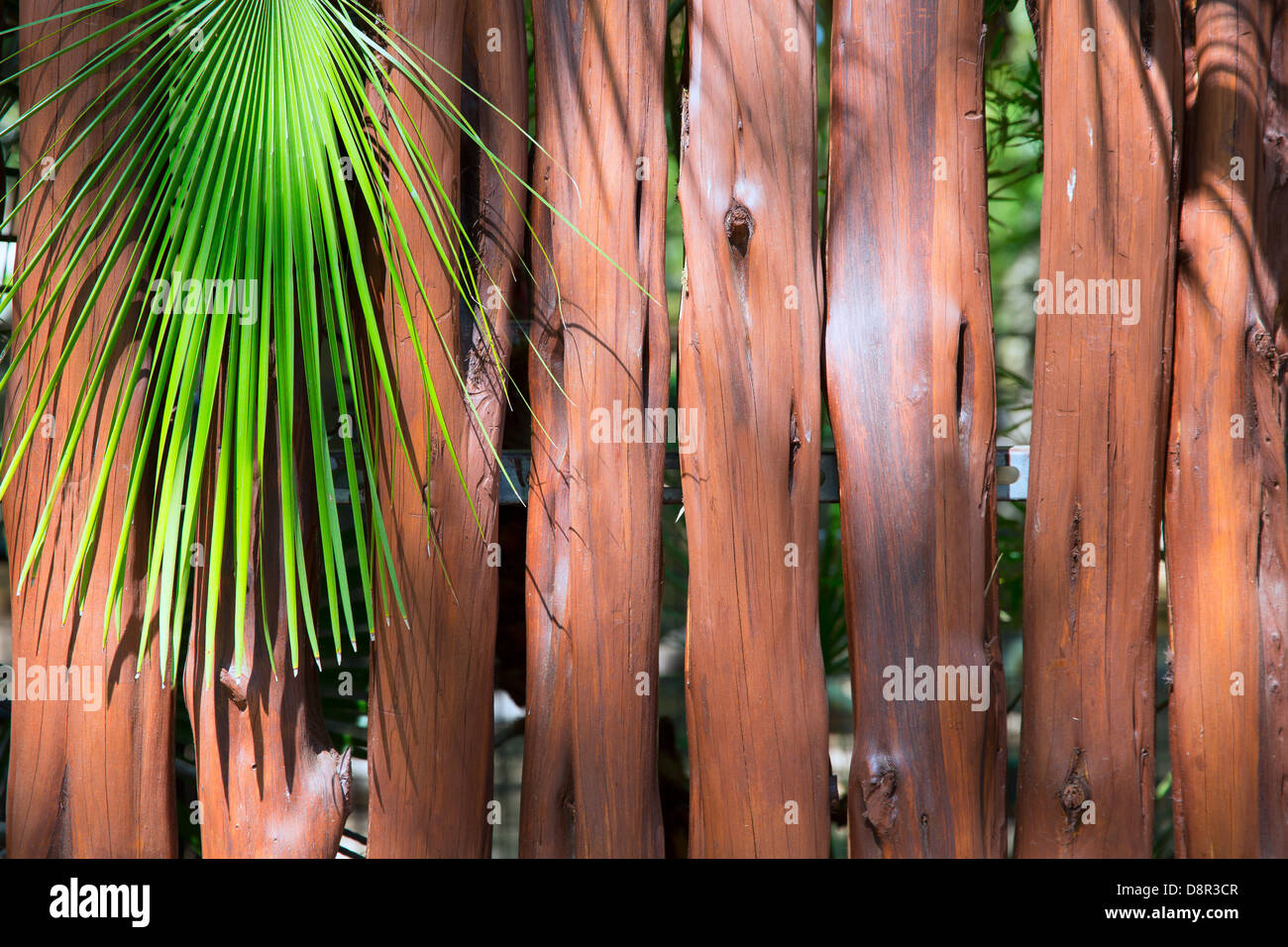 tropical wooden trunk wall and palm tree background Stock Photo - Alamy