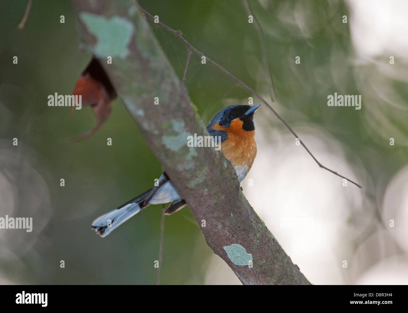 Spectacled Monarch Monarcha trivigratus Northern Queensland Australia ...