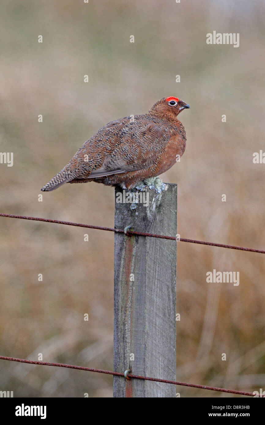 Female Red Grouse on fence post Stock Photo - Alamy