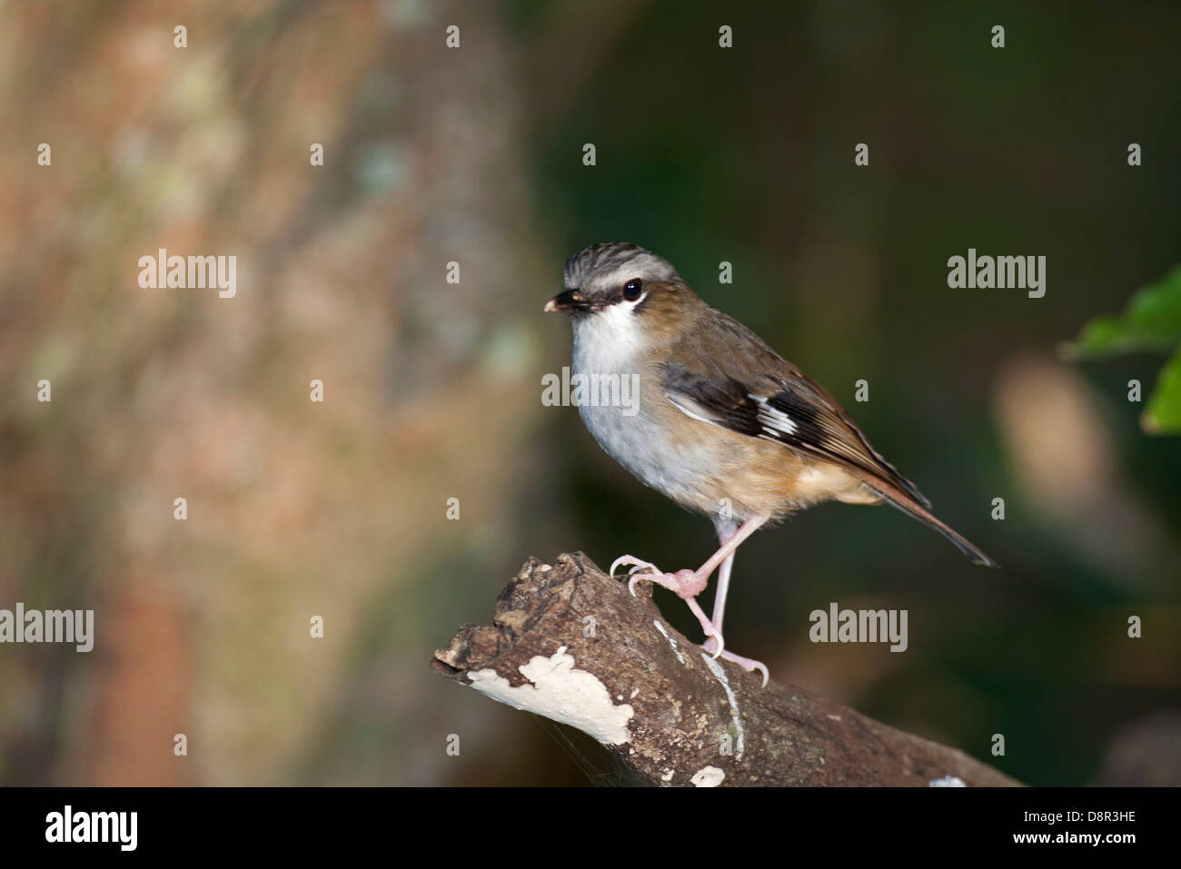 White Browed Stock Photos & White Browed Stock Images - Alamy