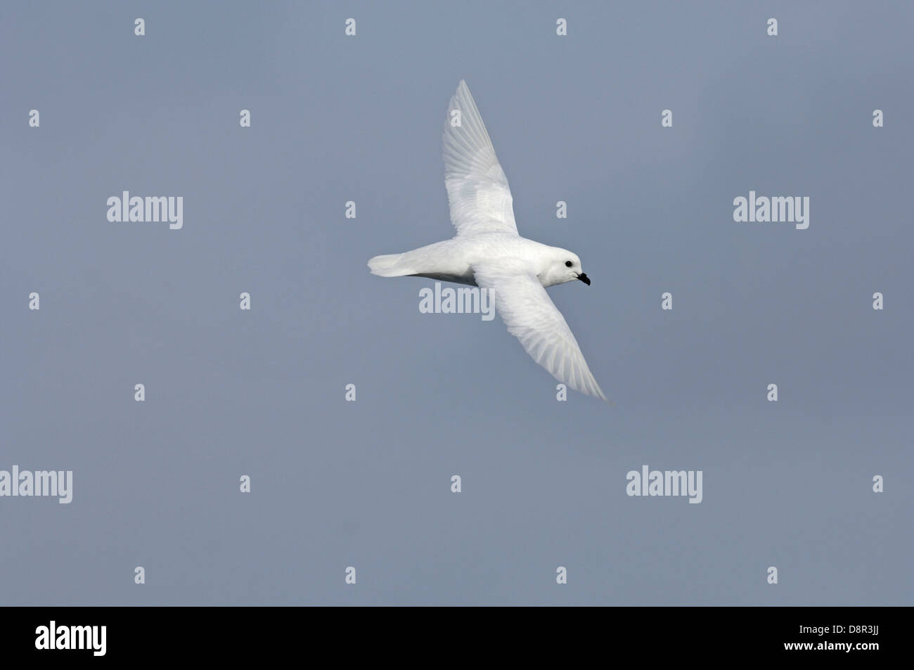 Snow Petrel Pagodroma nivea nivea Antarctic Peninsula Stock Photo - Alamy