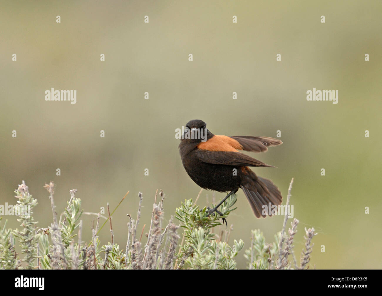 Austral Negrito Lessonia rufa Tierra del Fuego South America Stock ...
