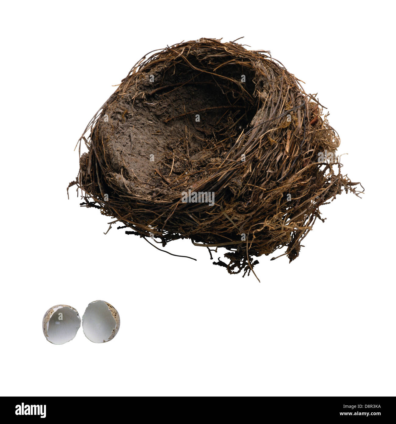 Empty bird nest and broken egg shells isolated on white Stock Photo - Alamy