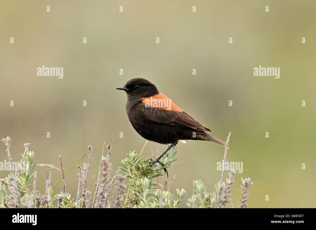 Austral Negrito Lessonia rufa Tierra del Fuego South America Stock ...