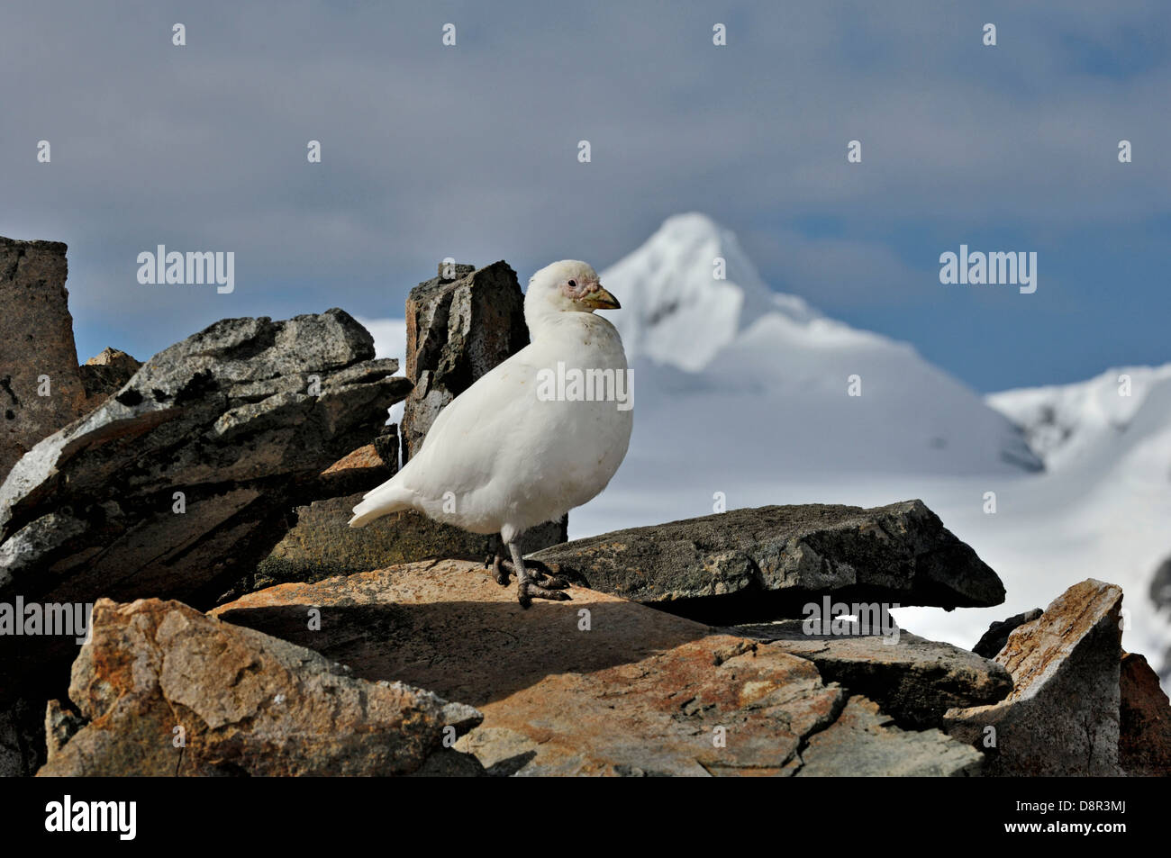 Pale-faced Sheathbill Chionis alba Antarctic Peninsula Stock Photo - Alamy