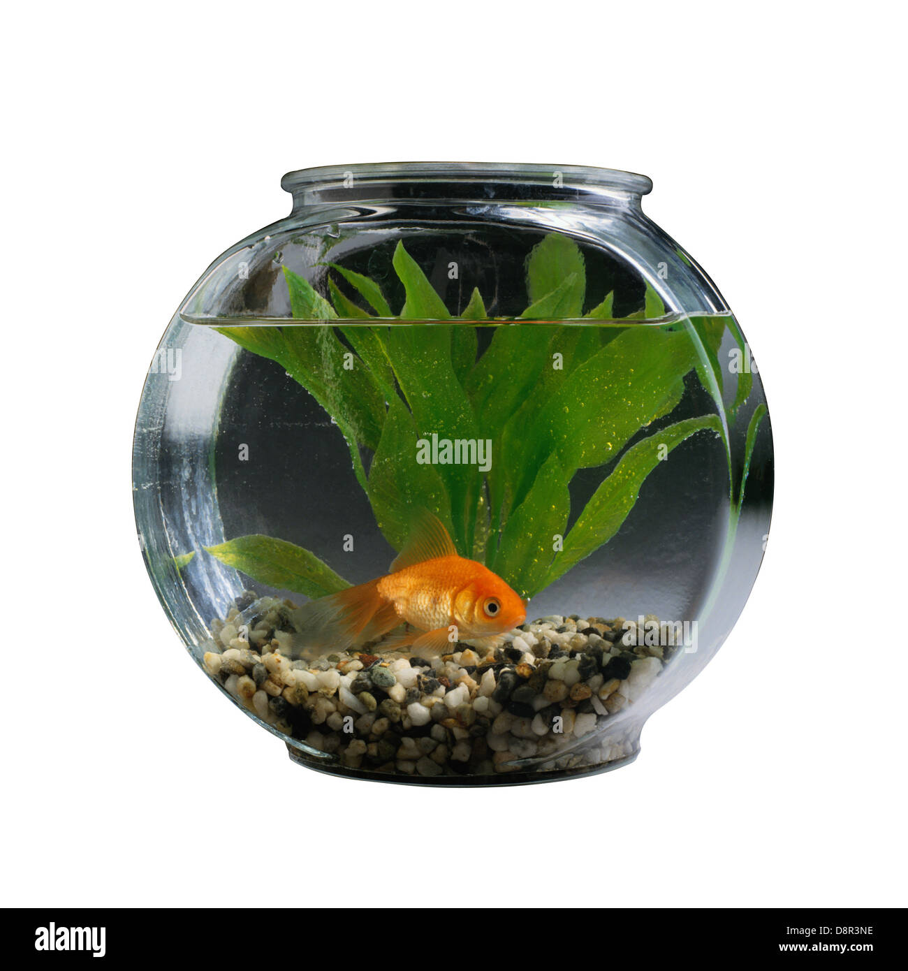 Goldfish aquarium on white background Stock Photo - Alamy
