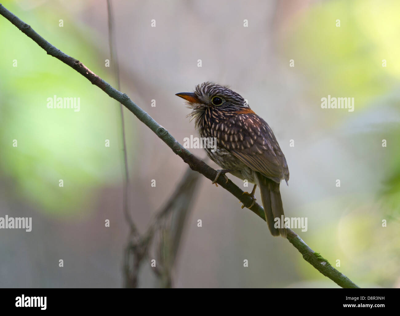 Collared puffbird hi-res stock photography and images - Alamy