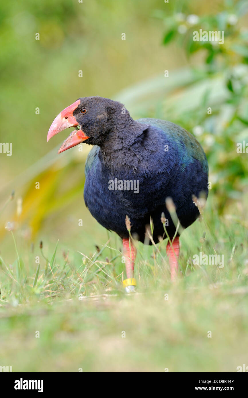 Tiri tiri matangi hi-res stock photography and images - Alamy