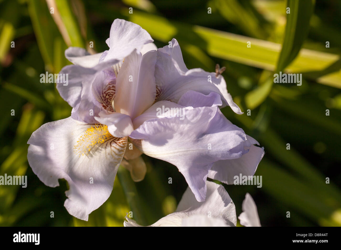 White and pink close iris germanica flower in a quiet spring garden in ...
