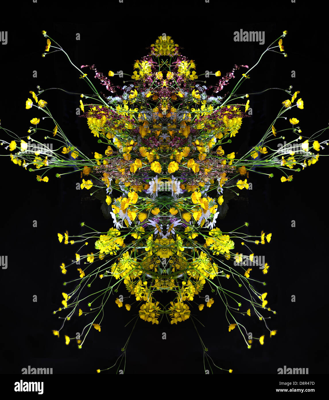 flowers from the field mirrored on a black backdrop Stock Photo - Alamy