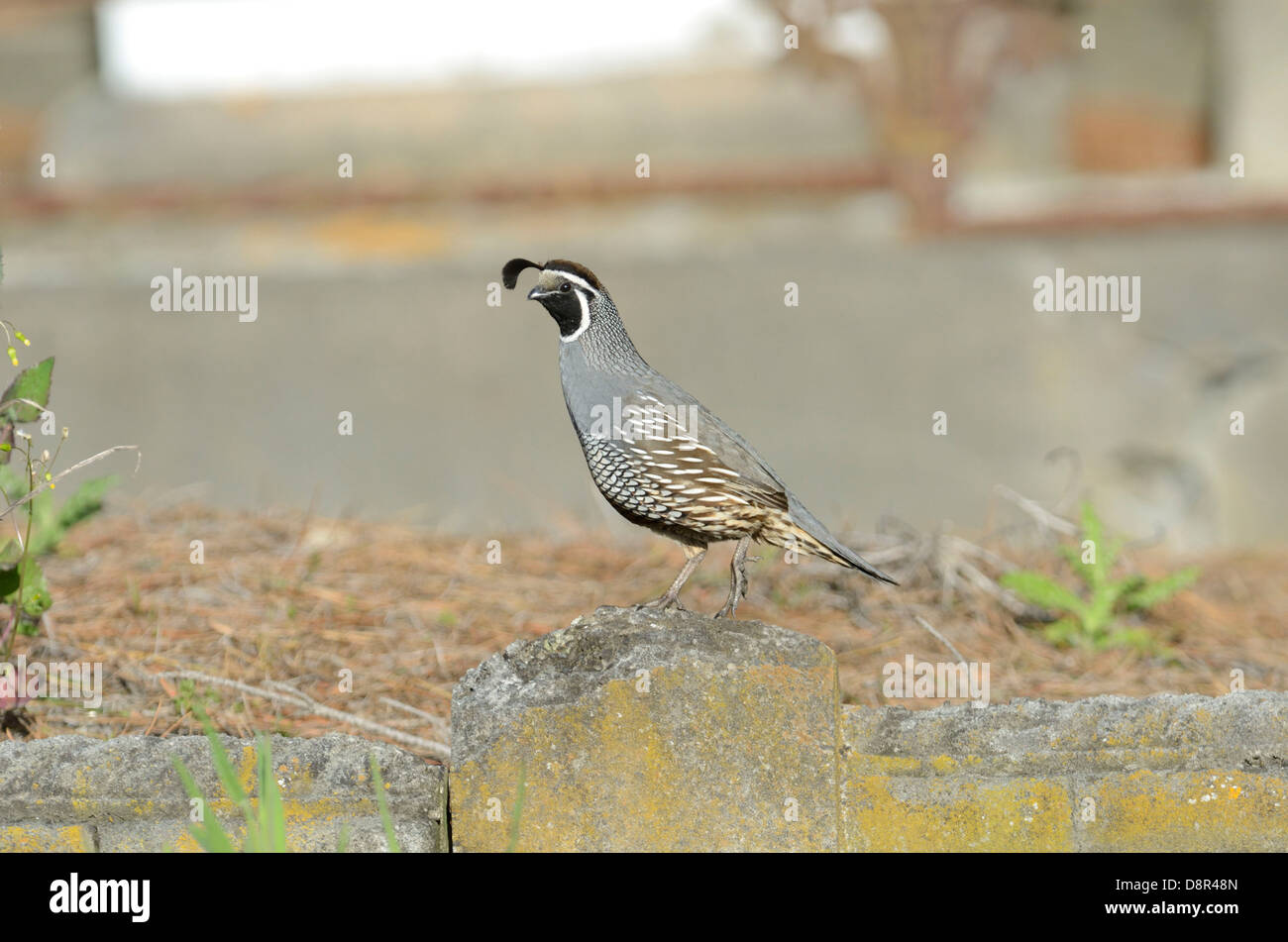 Quail new zealand introduced introduction bird hi-res stock photography ...