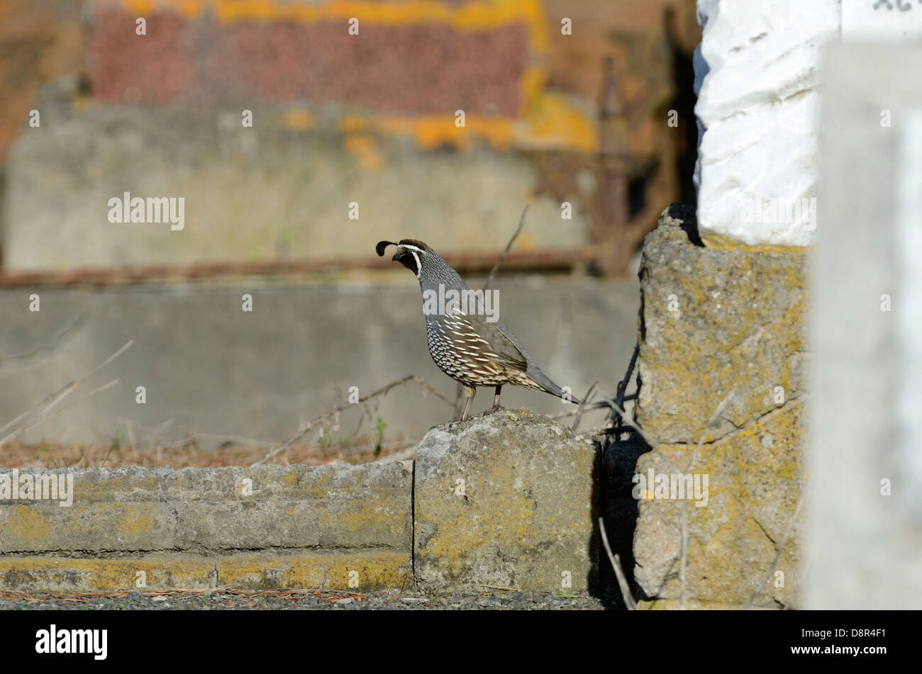 Quail new zealand introduced introduction bird hi-res stock photography ...