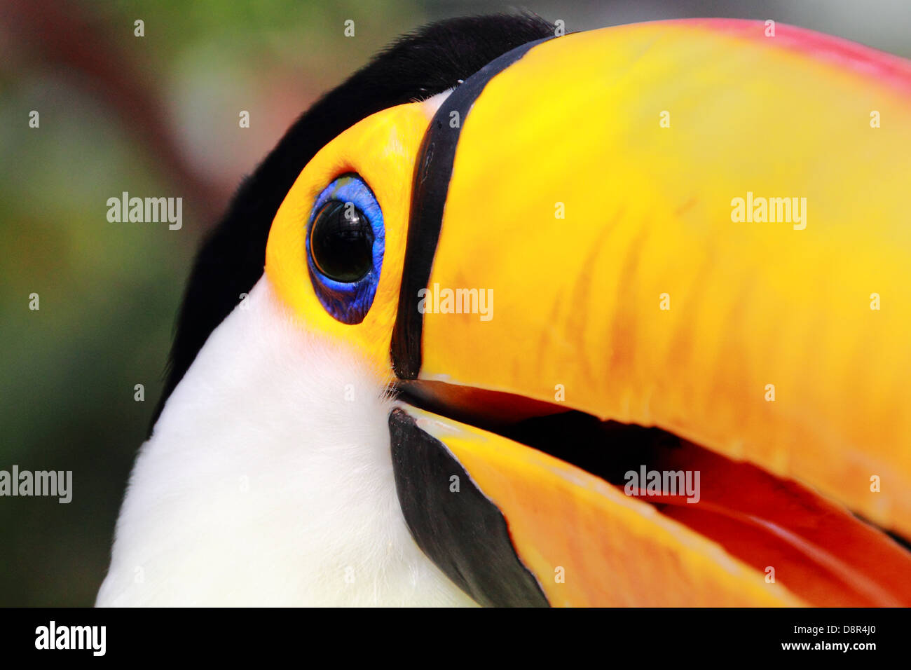 Toucan tongue hi-res stock photography and images - Alamy