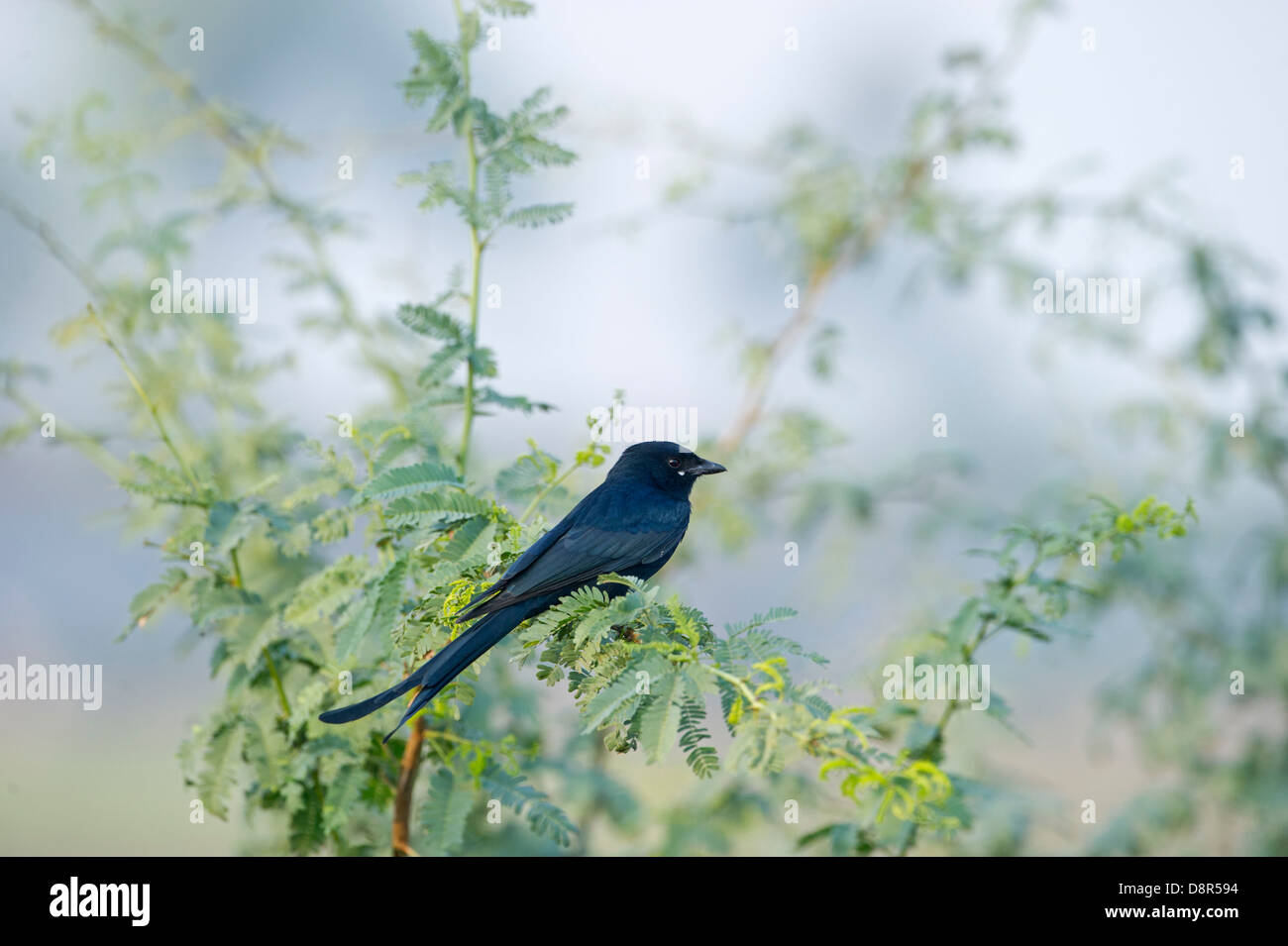 Black Drongo Dicrurus macrocercus Bharatpur India February Stock Photo ...