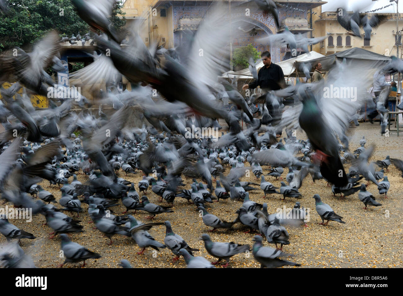 Religious feeding of pigeons by Hindus Jodphur India Stock Photo - Alamy